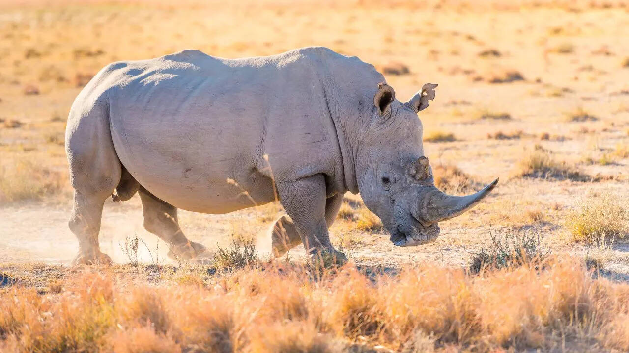 6 Animals with Skin Like Steel and their special attributes