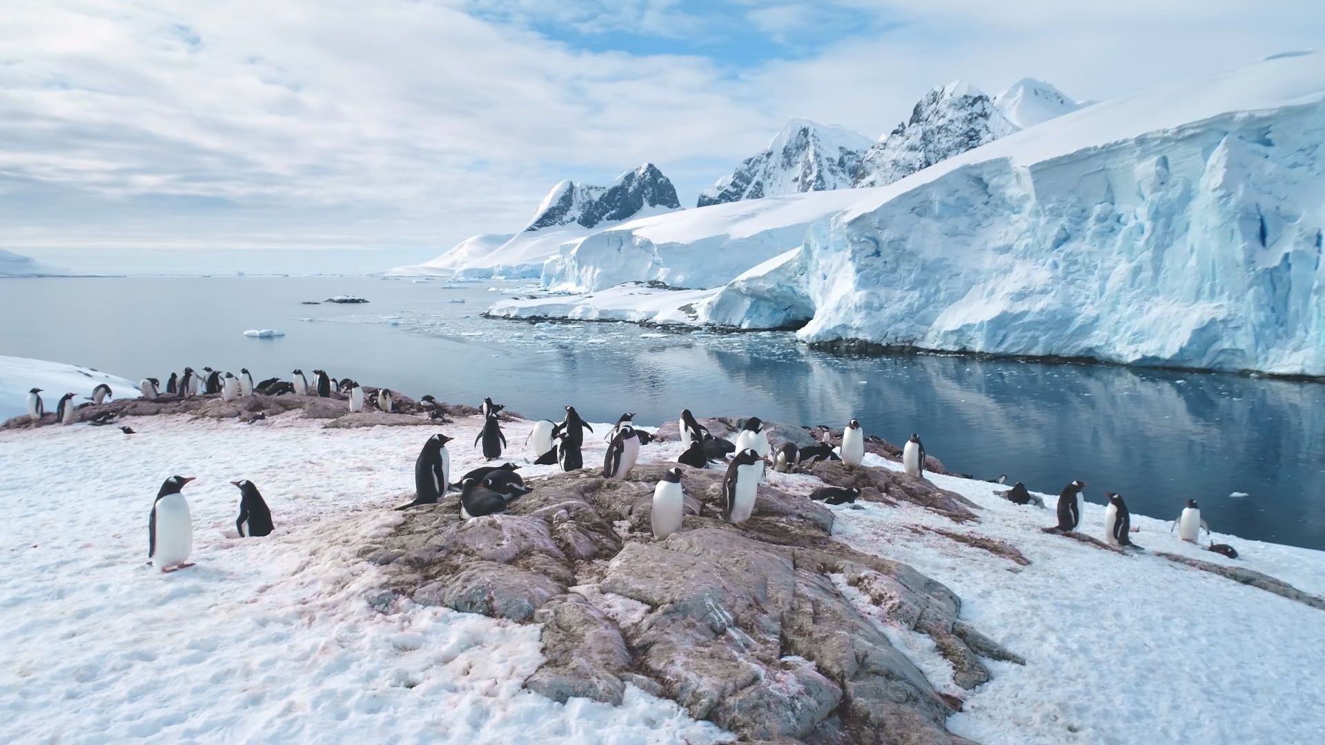 10 Interesting Facts About Penguins That’ll Melt Your Heart