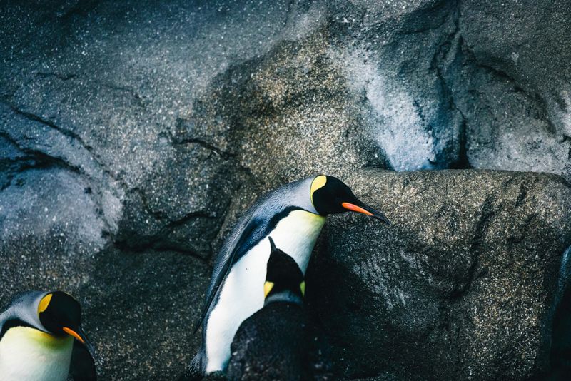 10 Interesting Facts About Penguins That’ll Melt Your Heart