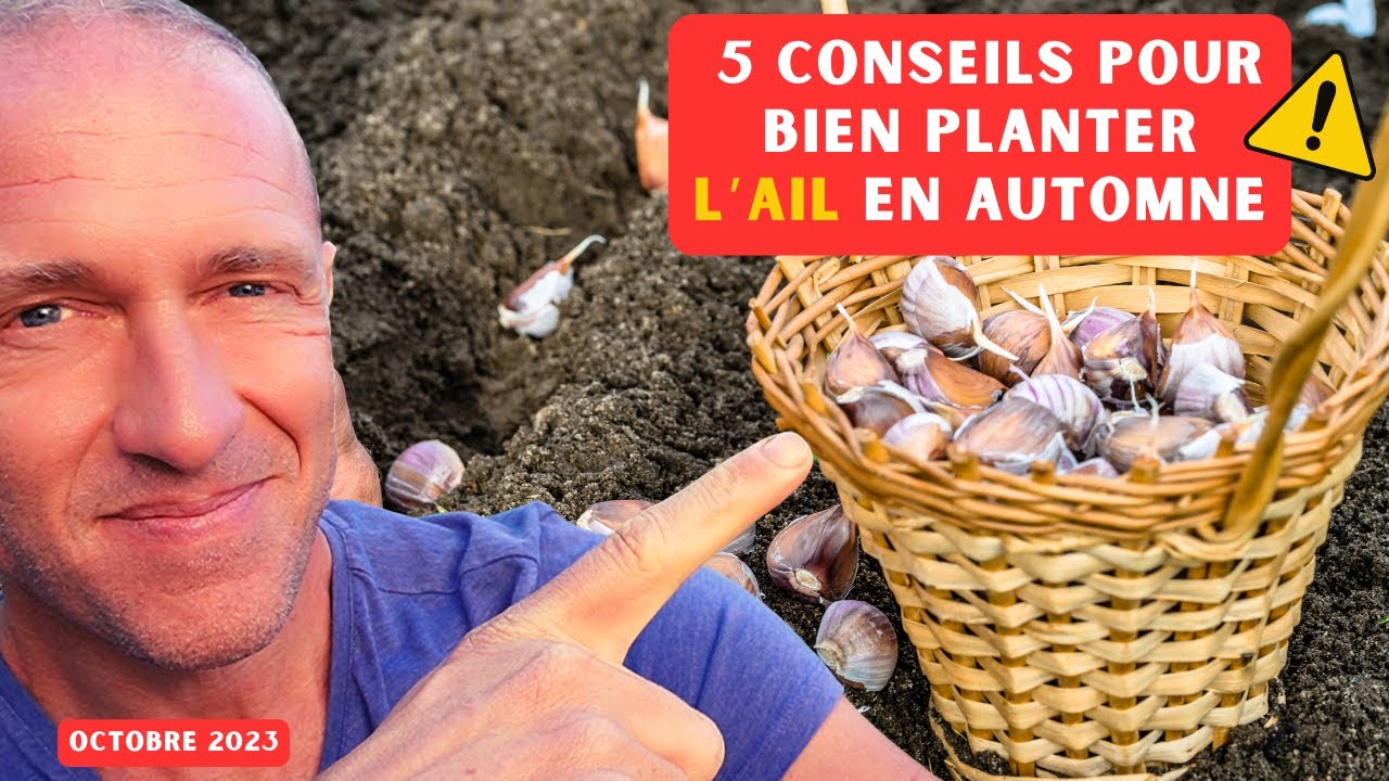 5 conseils indispensables pour planter l’ail cet automne