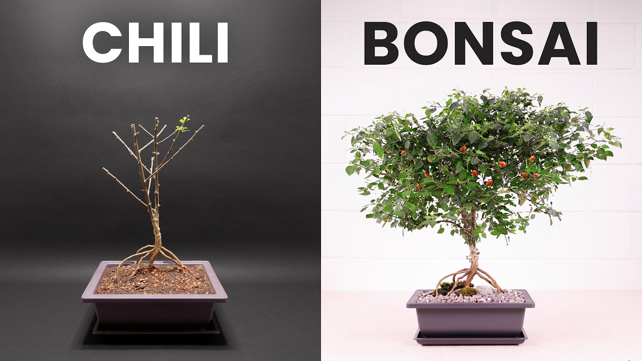 Growing a chili bonsai tree: 3-year time lapse