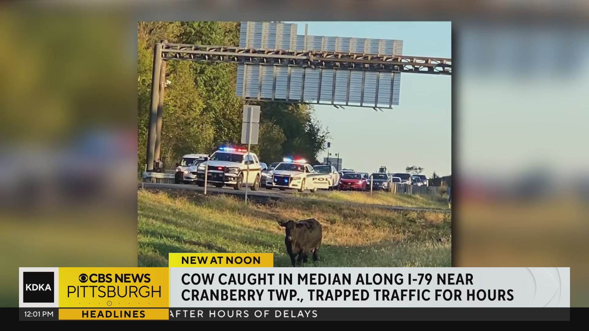 Cow trapped along I-79 median brings rush hour traffic to a standstill
