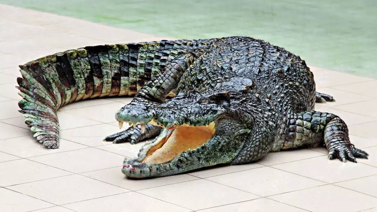 6 Animals with Skin Like Steel and their special attributes