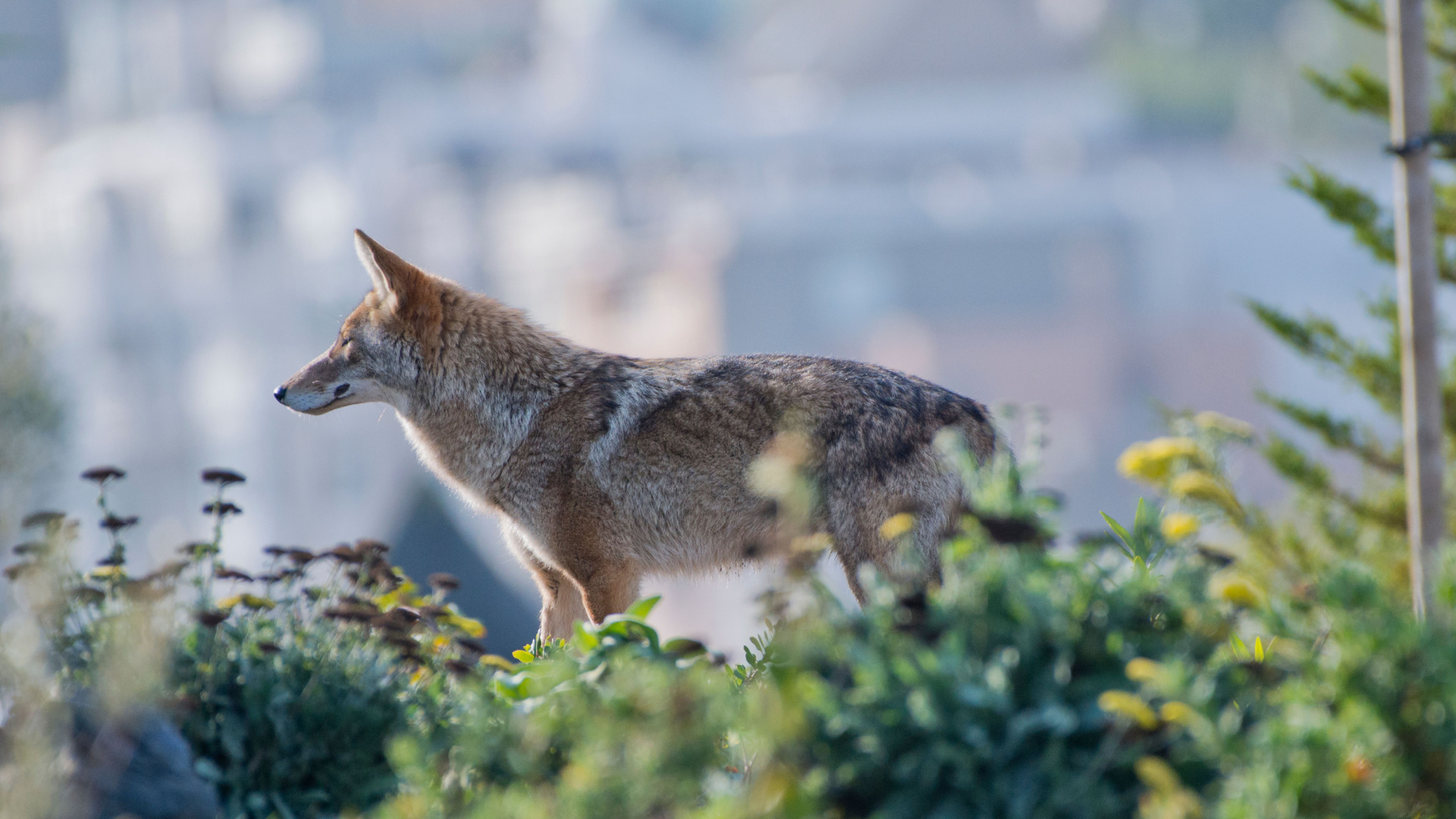 12 Amazing Facts About Coyotes Living In Canadian Cities