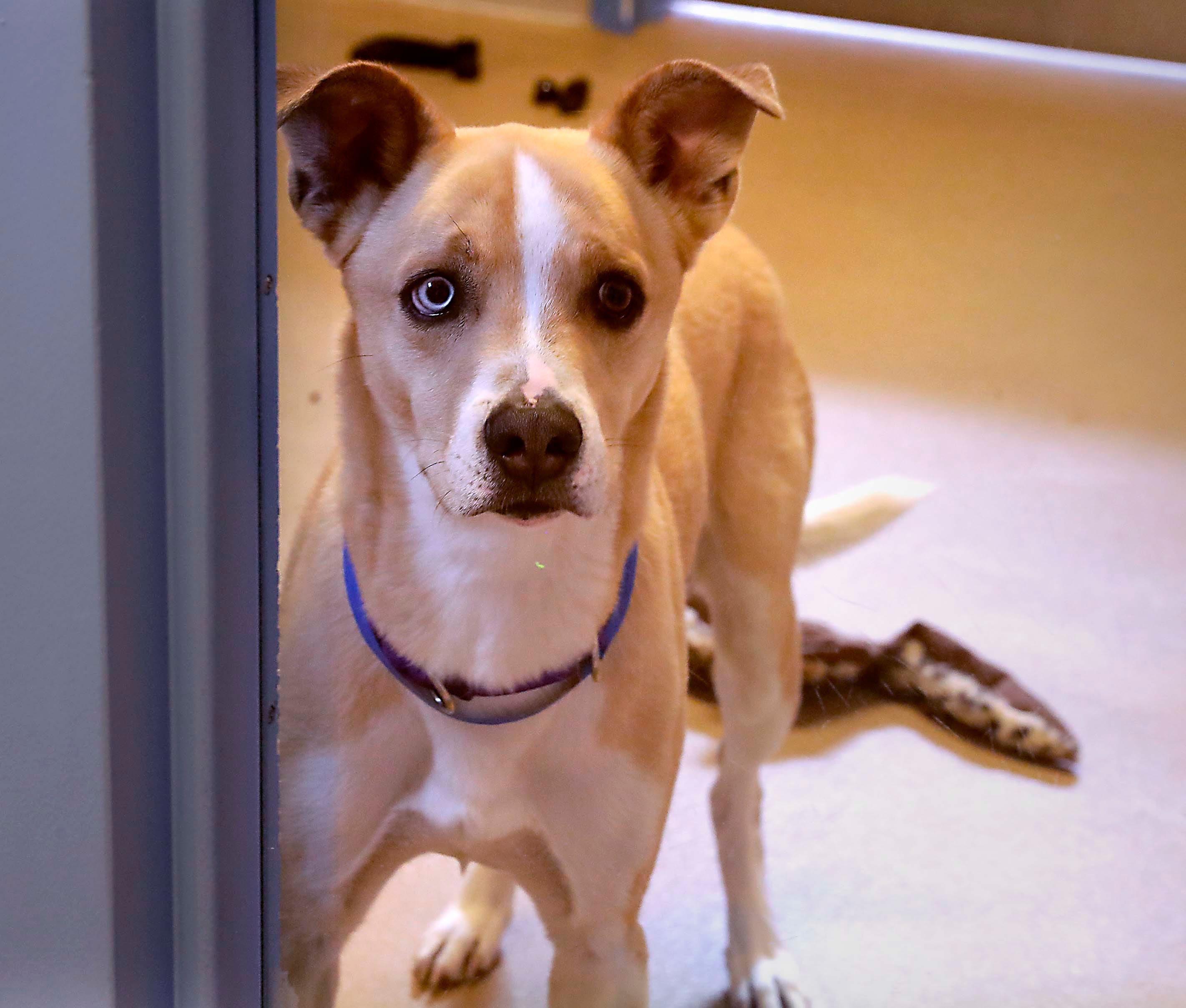 Can my neighbor hear my dog barking? And what can you do about a loud ...