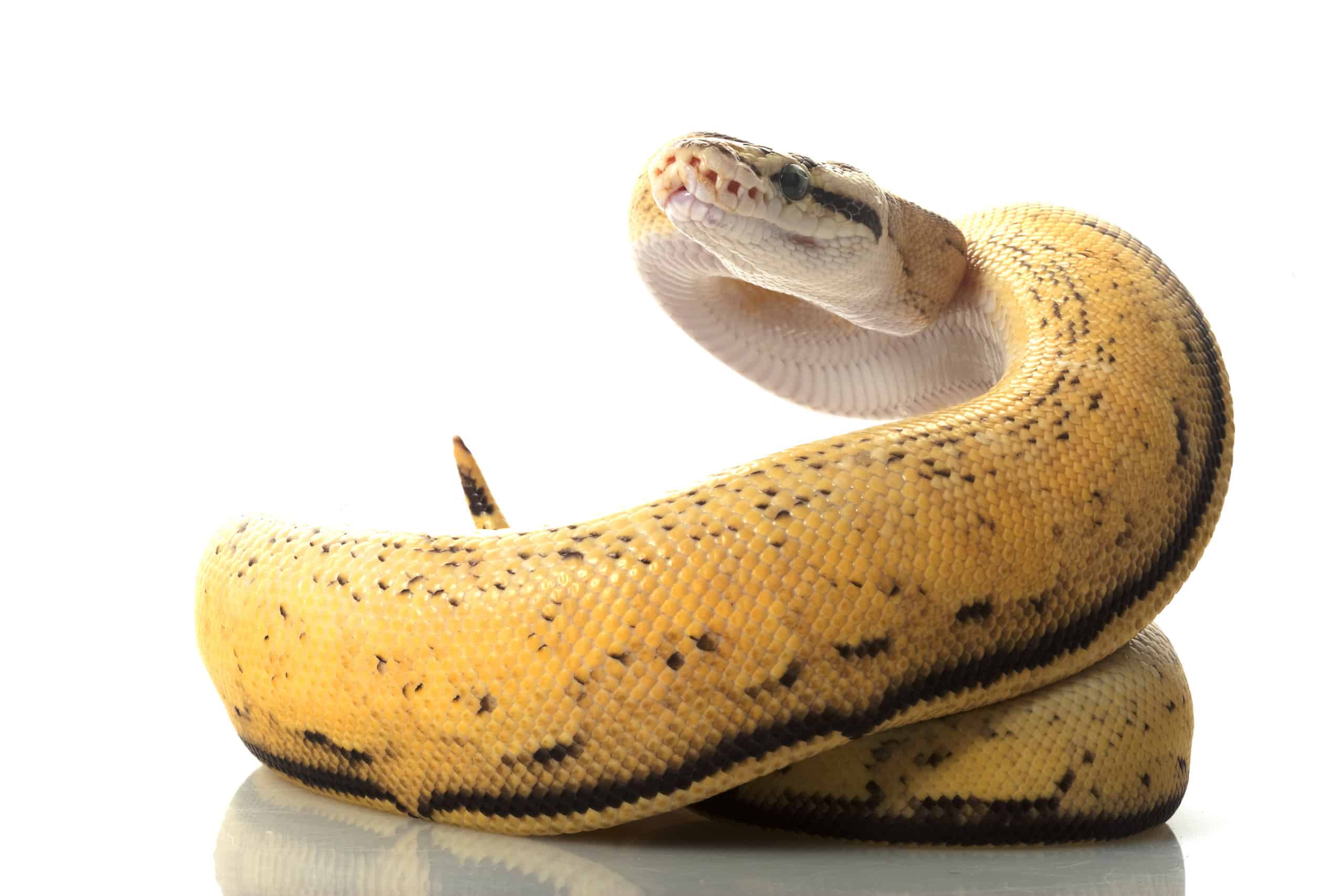 The World’s Most Expensive Snake Will Run You $445,800