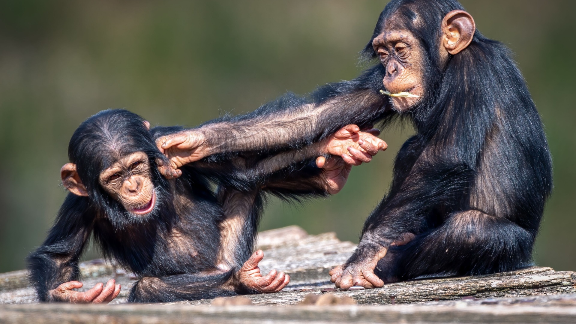 8 Of The Smartest Animals In North America, Ranked By Experts