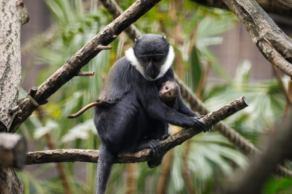 Adorable rare baby monkey born at zoo