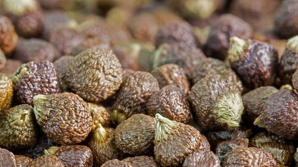 Meet the Spice World’s Most Ridiculous Names (and Their Real Origins)