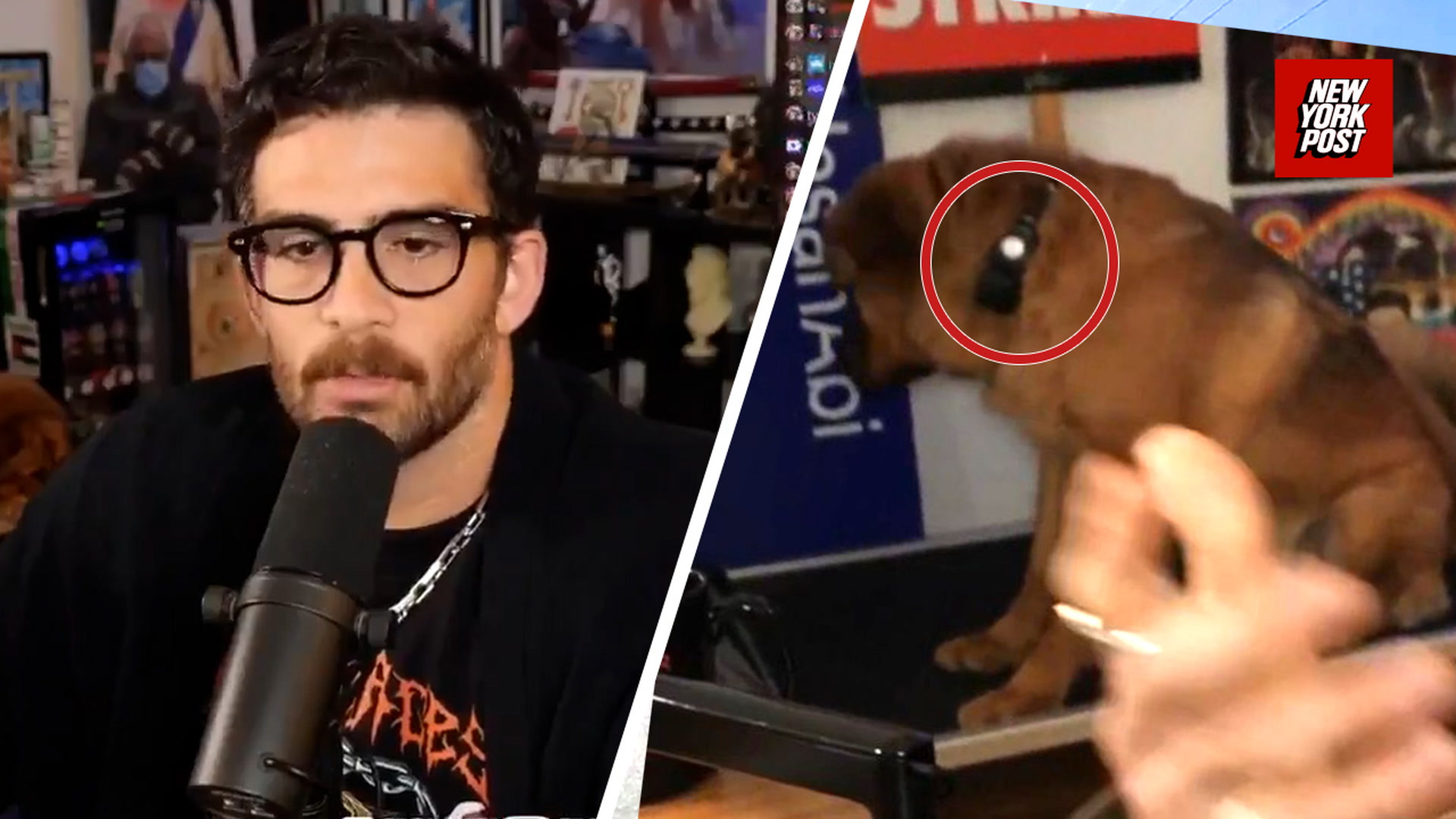 Streamer Hasan Piker Accused of Using a Shock Collar on his Dog to Keep ...