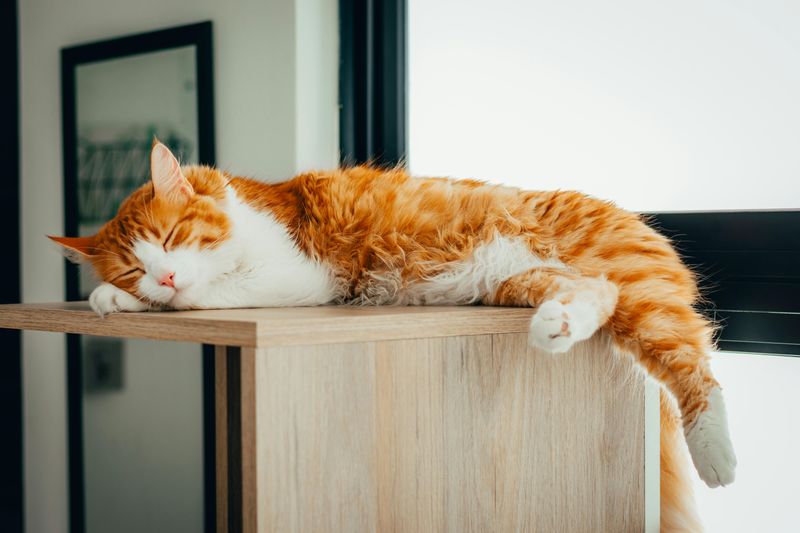 Why Cats Might Be The Chillest Pets On The Planet
