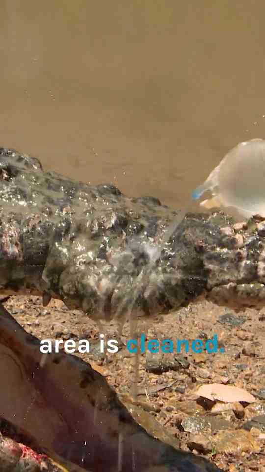 How a 100-year-old crocodile became a medical emergency