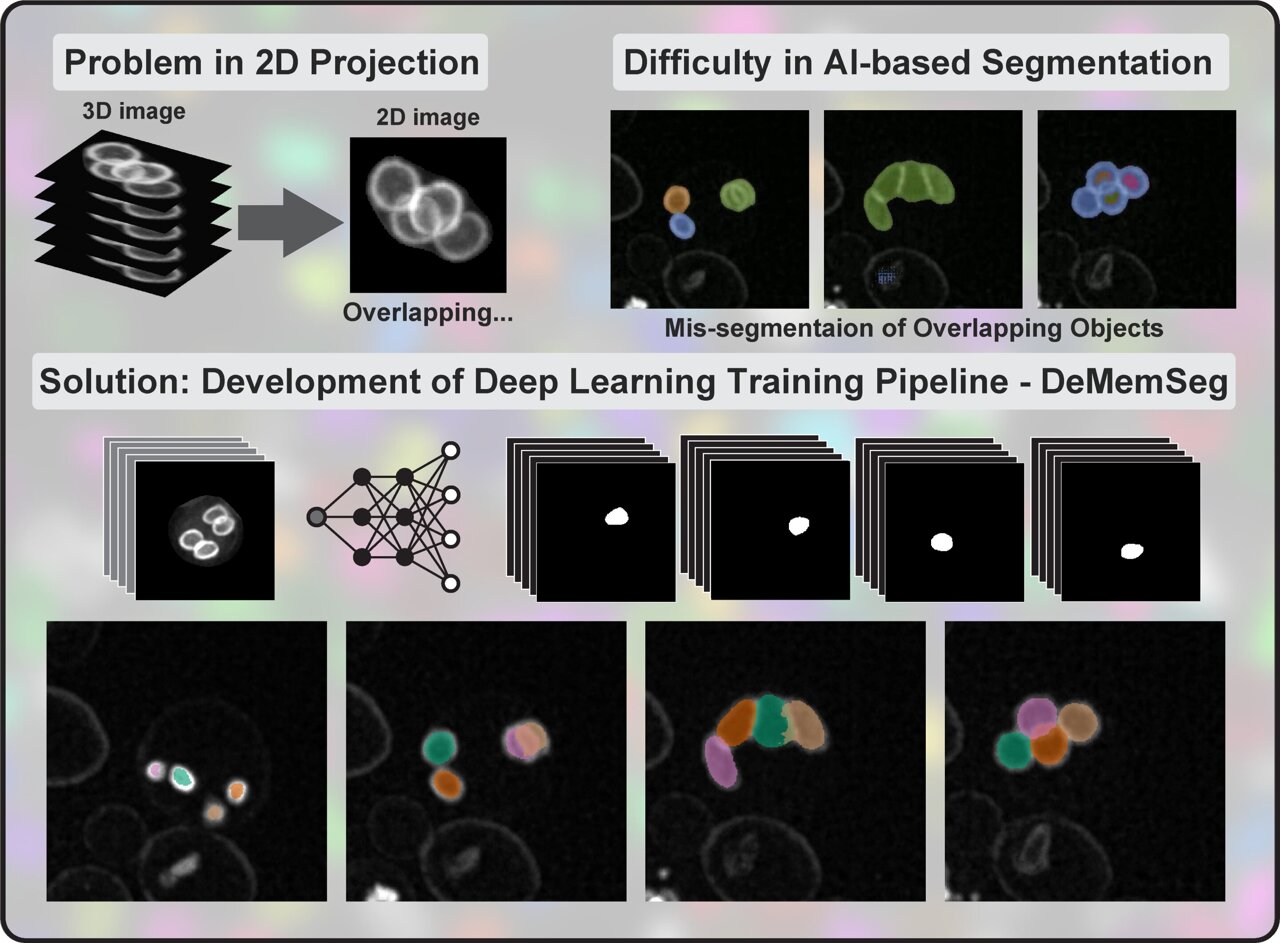 AI-based method accurately segments and quantifies overlapping cell ...