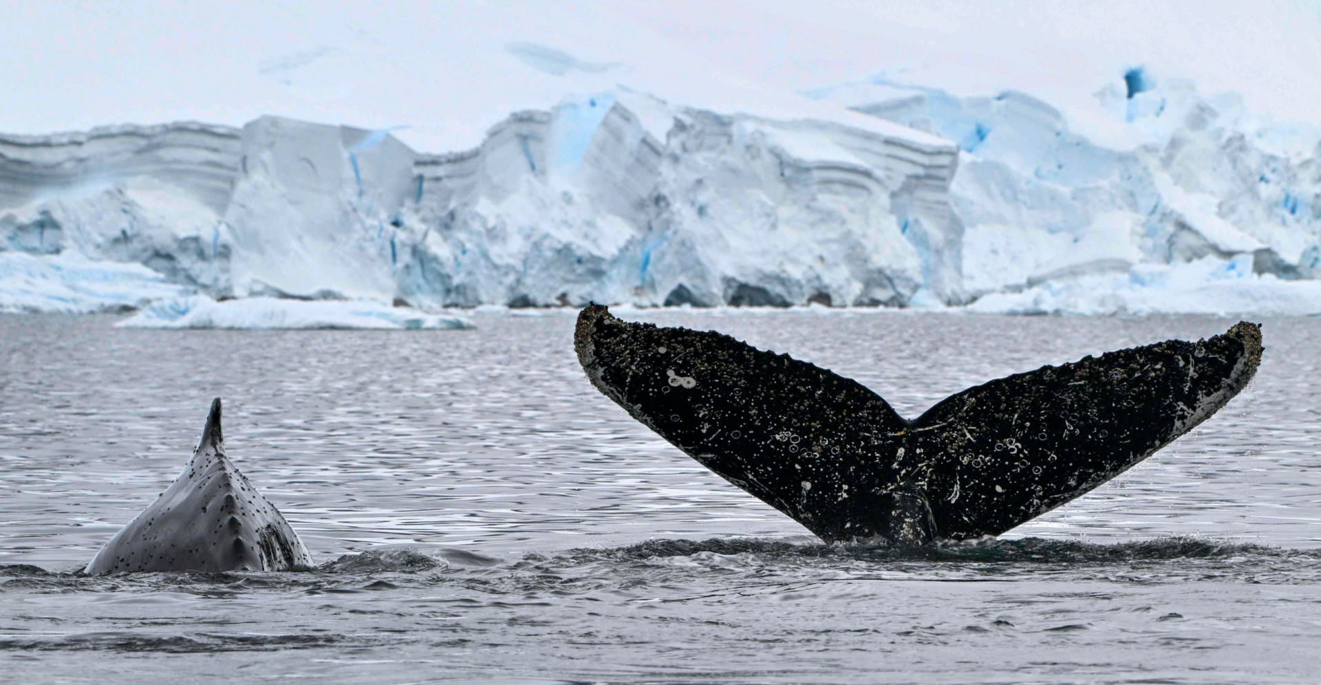 How whales help to combat climate change