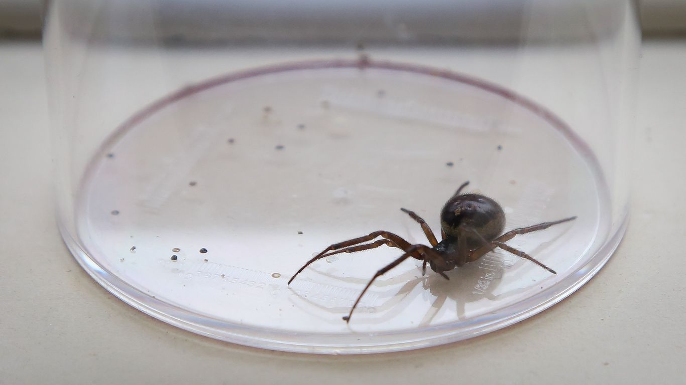 Why spiders are suddenly everywhere in Seattle homes
