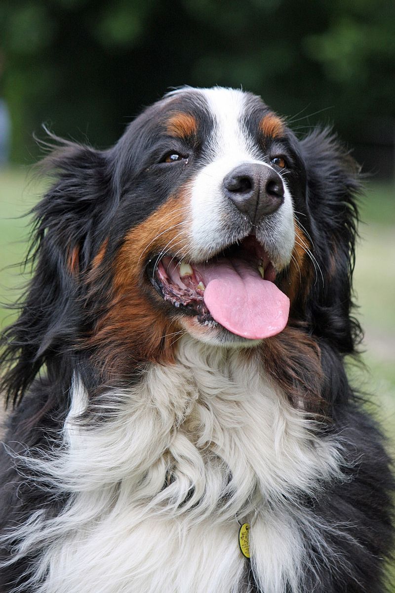 25 Gentle Giants: Large Dog Breeds Known for Their Loving Temperament