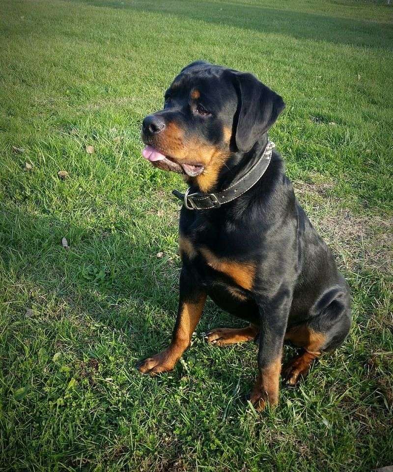24 Misunderstood Dog Breeds That Deserve More Love and Understanding
