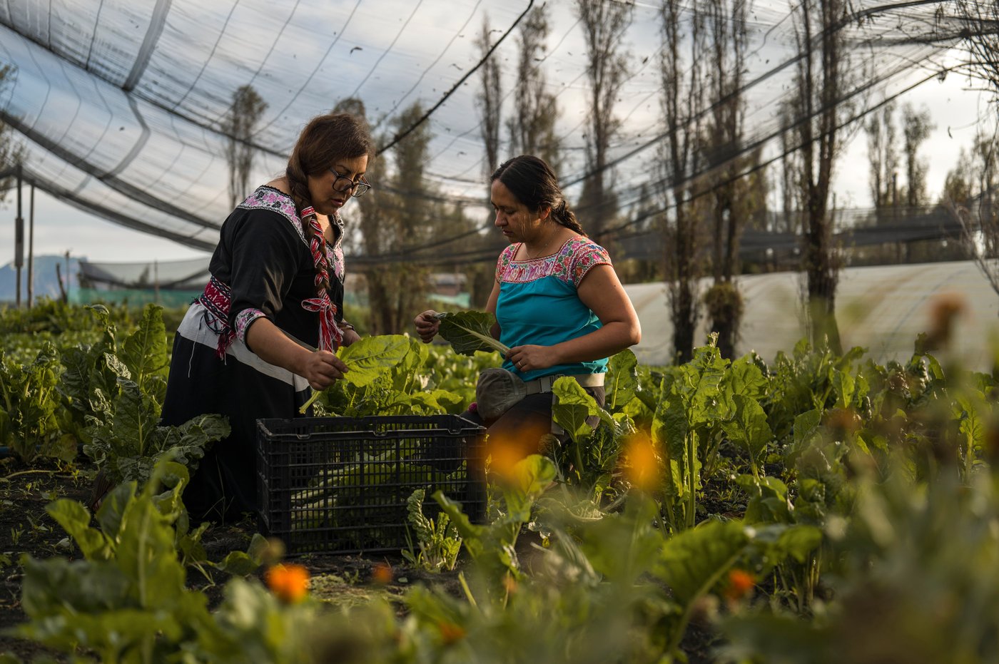 Women in Mexico step up to protect ancient Aztec farms and save a ...