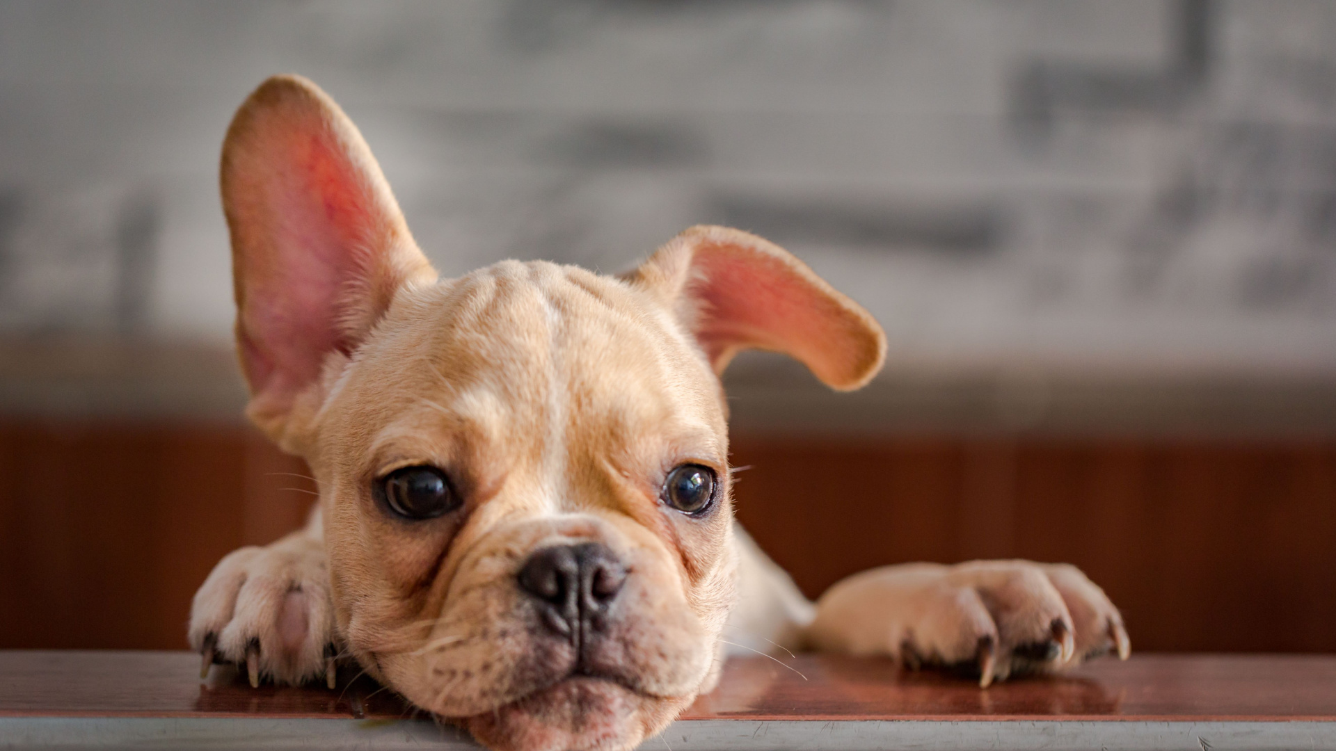 6 Signs Of Loneliness In Dogs Owners Rarely Notice And 5 That Prove ...