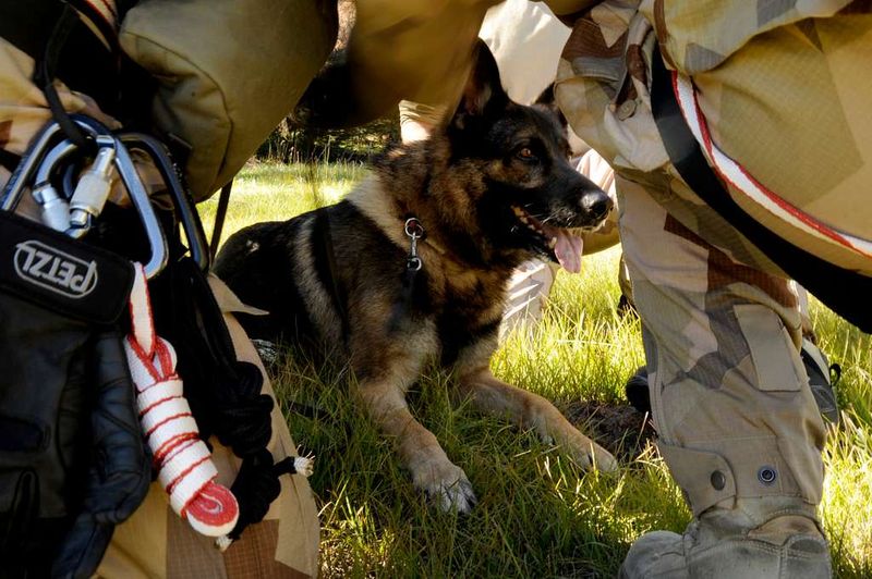 24 Courageous Dog Breeds That Stand Out in Rescue and Protection Work