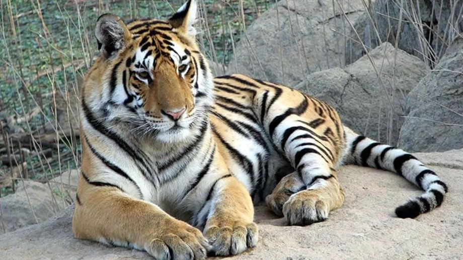 Tiger State: These 5 Tiger Reserves Are Best for Jungle Safaris..