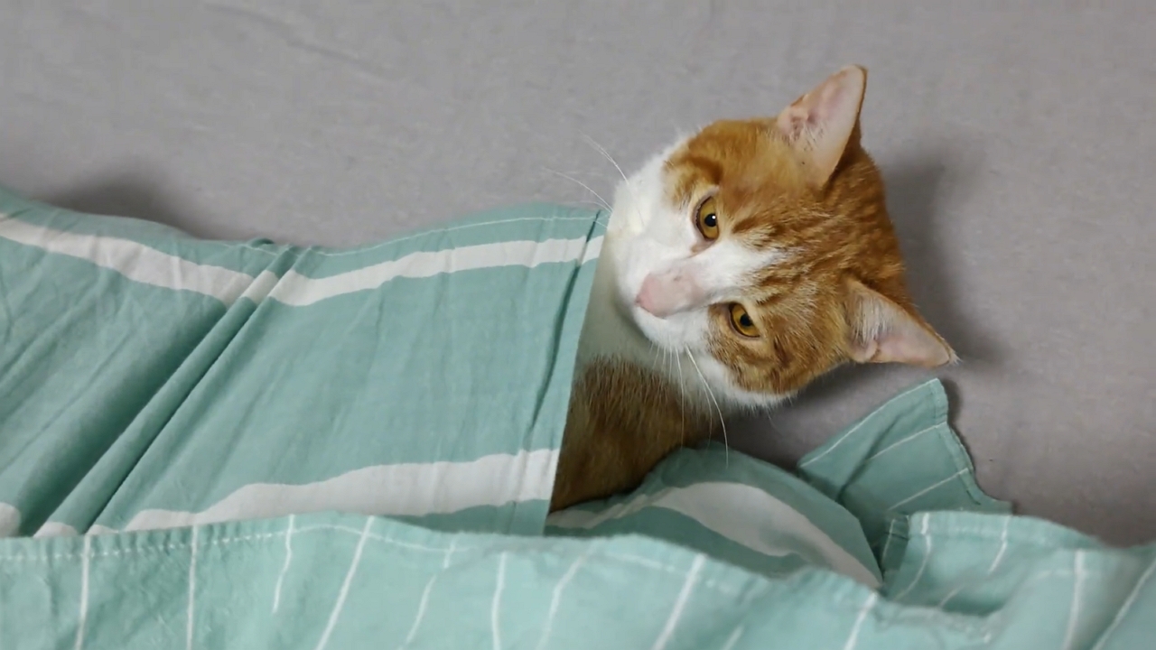Owner discovers cat sleeping inside pillow in Zhejiang, China