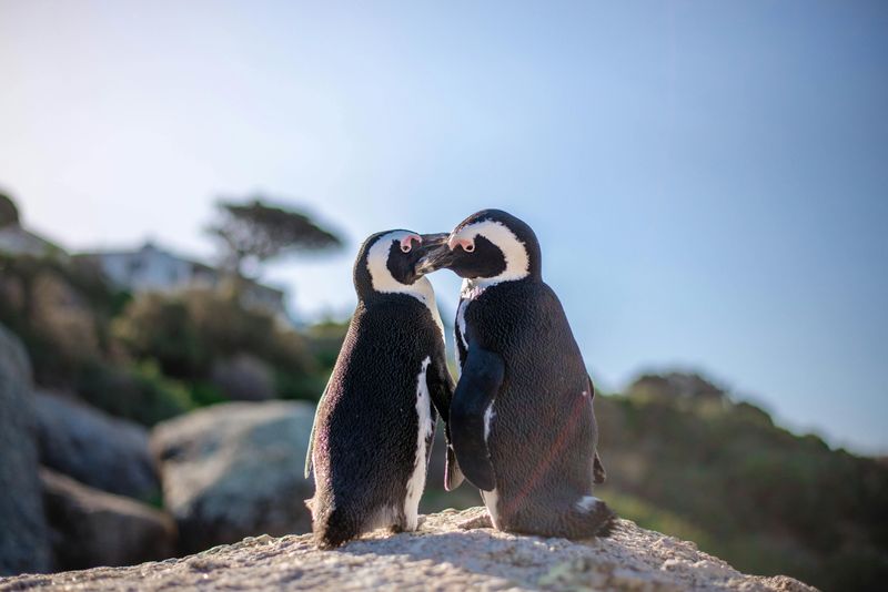 10 Interesting Facts About Penguins That’ll Melt Your Heart