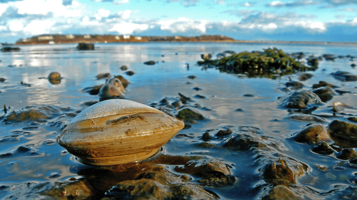Scientists Read The Shells Of Clams That Live For 500 Years, And They ...