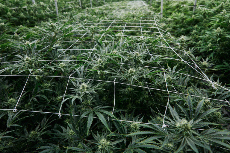 Poda Apical, FIM y Otras Técnicas de Entrenamiento para tu Planta de ...