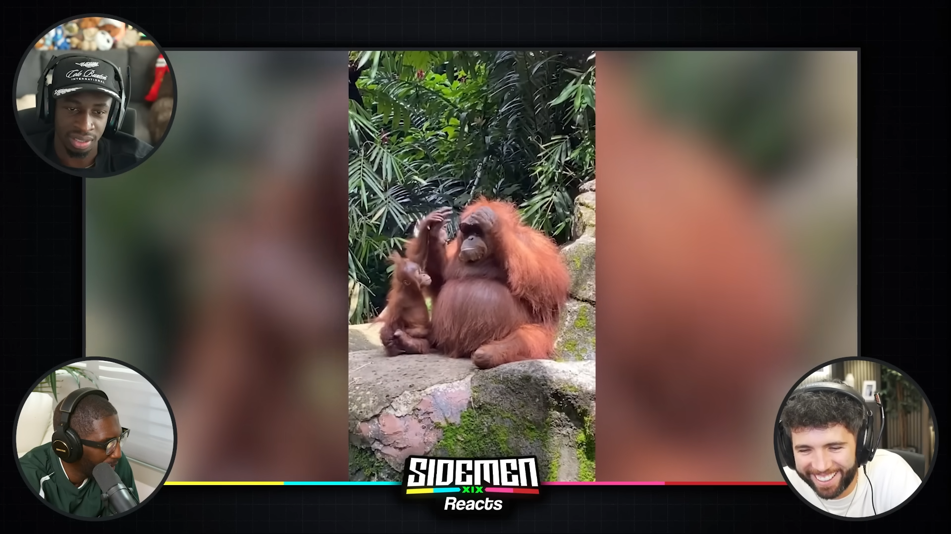 Funny animals that behave like people