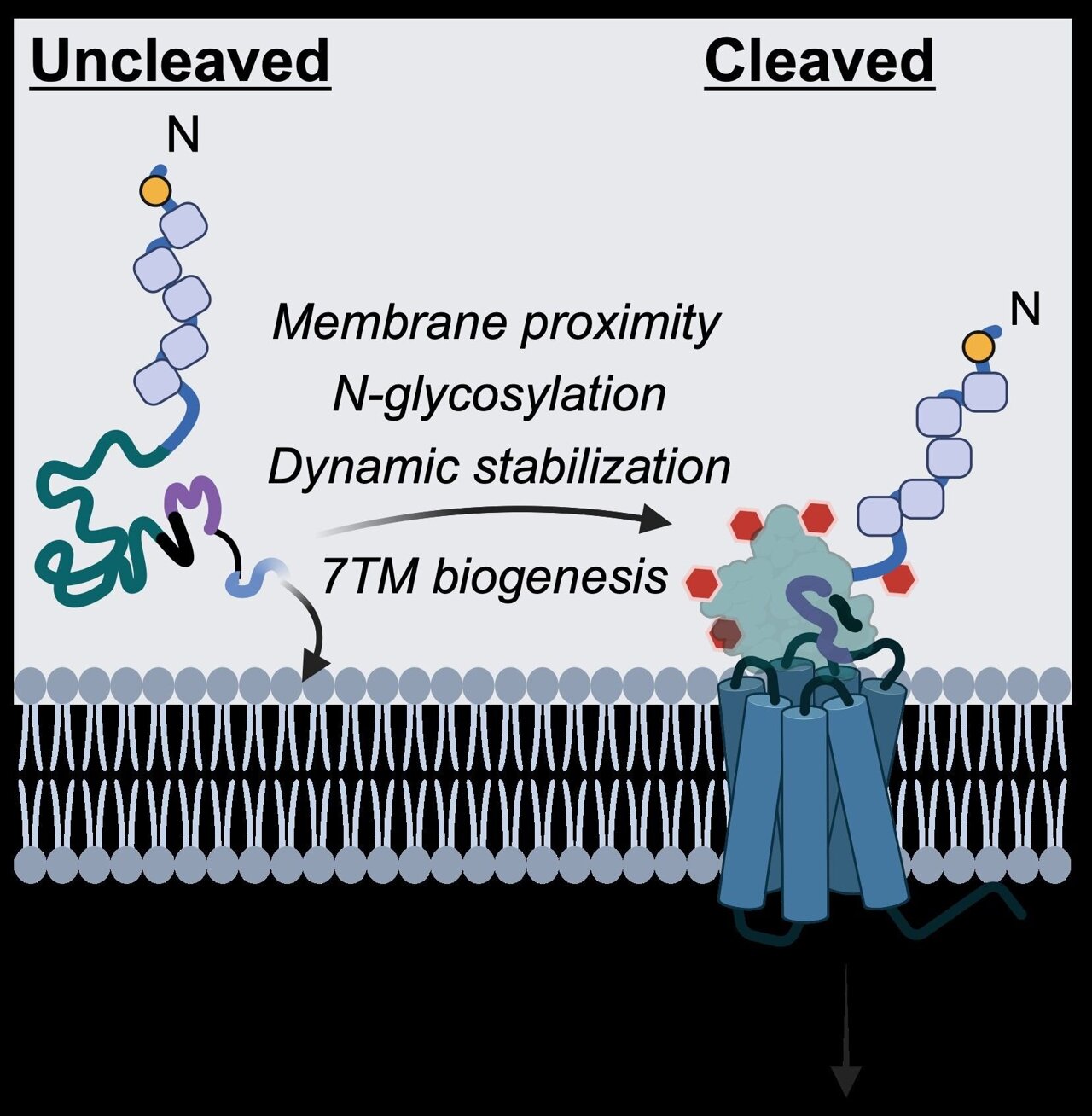 Self-cleaving receptors act as cellular quality control for protein ...