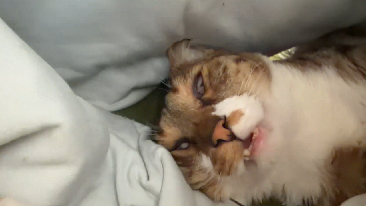 Owner finds cat sleeping with a silly face under blanket in Xinjiang, China