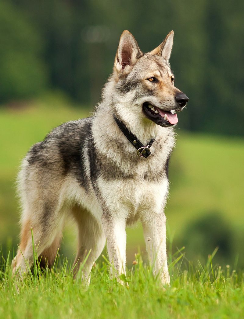 20 Dog Breeds That Closely Resemble Wolves but Are Totally Domesticated