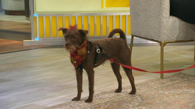 Meet Bastian, winner of "People's" World's Cutest Rescue Dog Contest