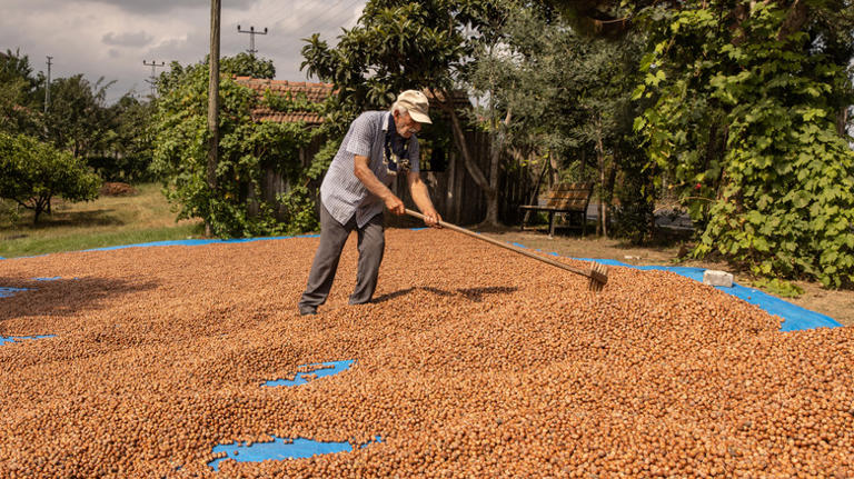 Most Of The World's Hazelnuts Come From This Country