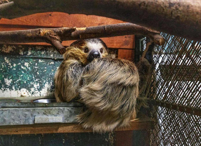 Child bitten by sloth at NC safari park, USDA inspection report says