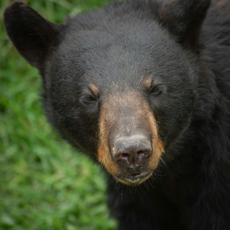10 Things You Likely Didn’t Know About Black Bears In Canada