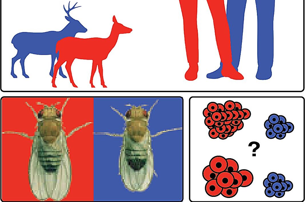 Male flies are not mini-females: Cell-specific, non-uniform growth ...