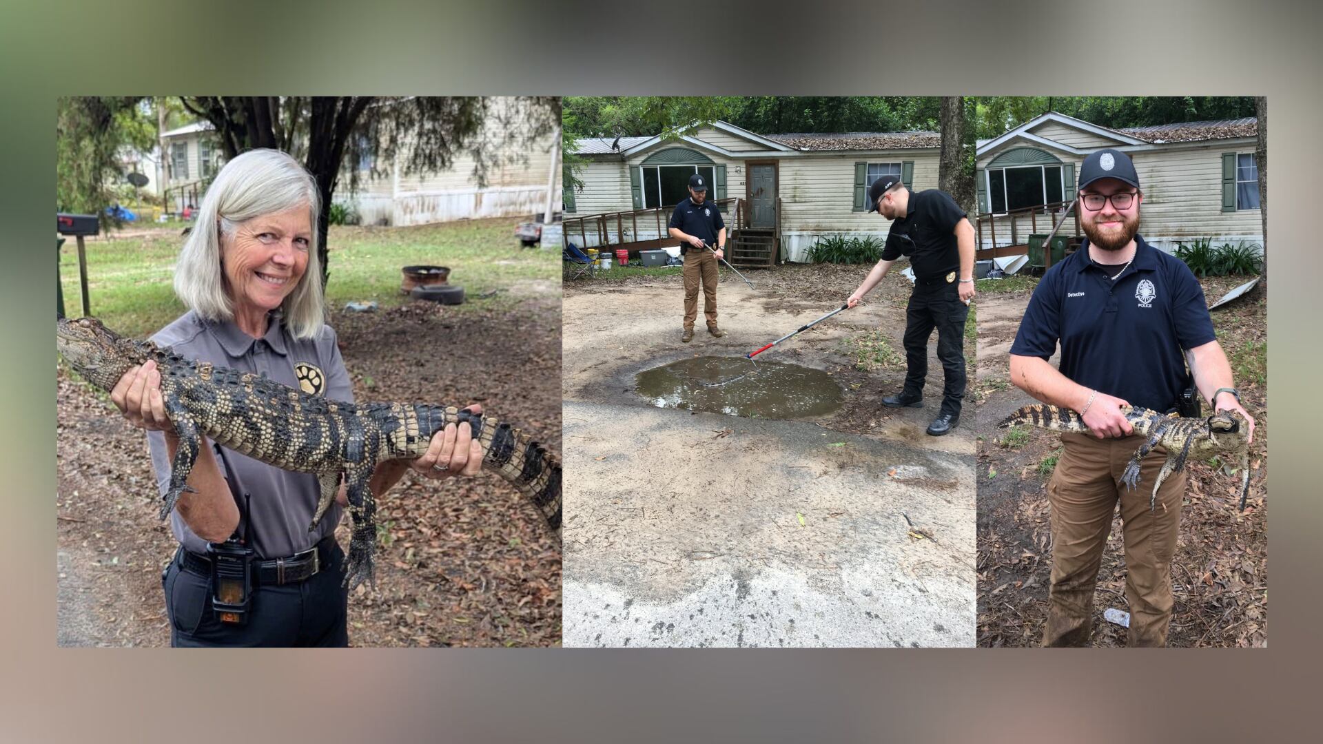 Adel Animal Control safely removes alligator from city neighborhood