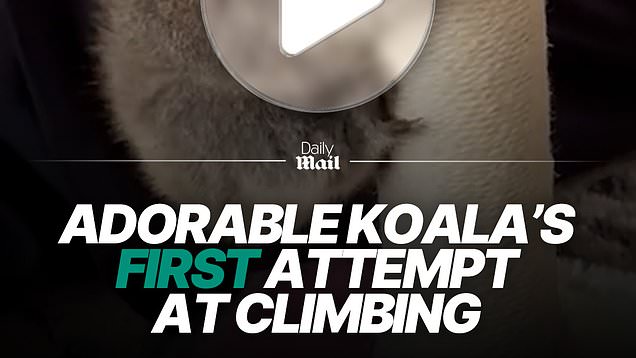 Adorable koala's first attempt at climbing