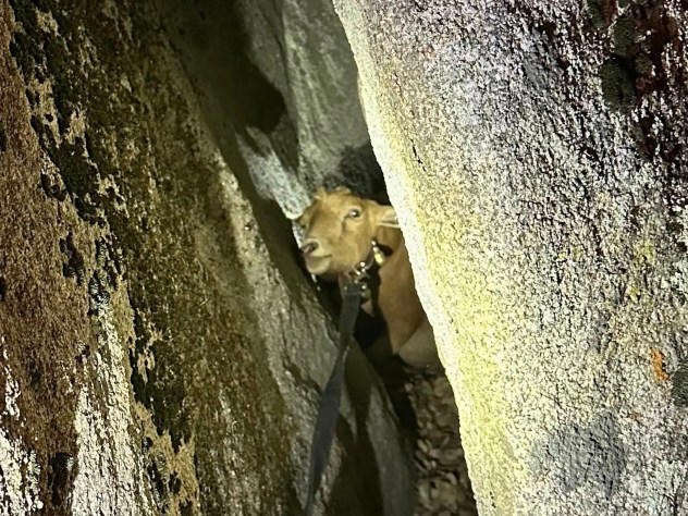 Firefighters rescue goat trapped between boulders in San Diego County