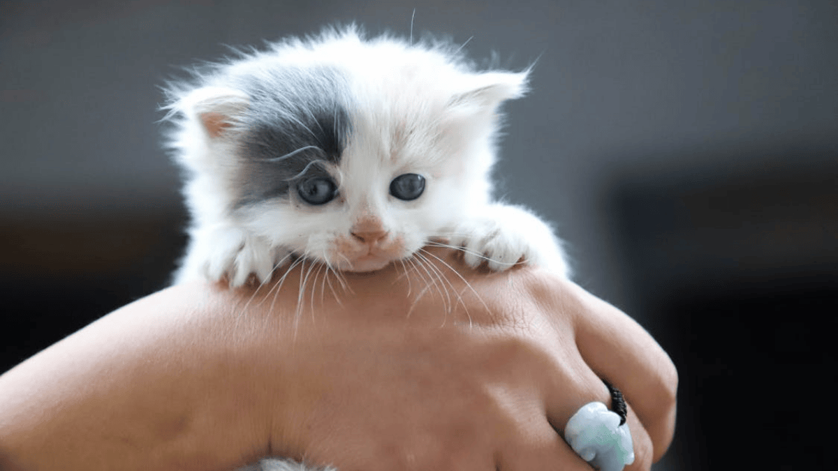 10 señales de que tu gato prefiere tus abrazos a estar en su propio espacio