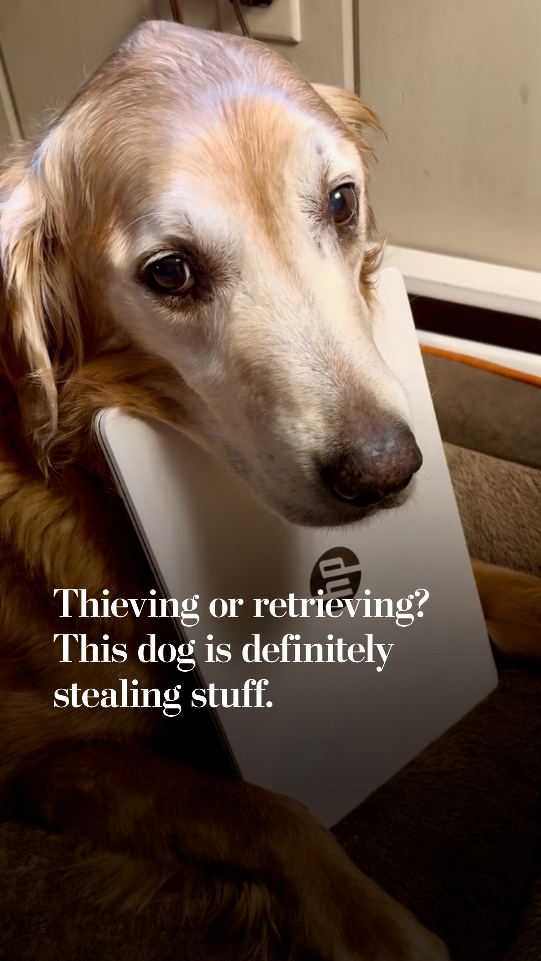 Thieving or retrieving? This dog is definitely stealing.