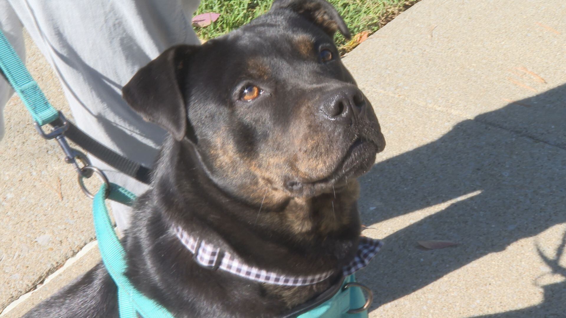 Studies show strong connection between domestic violence and animal abuse