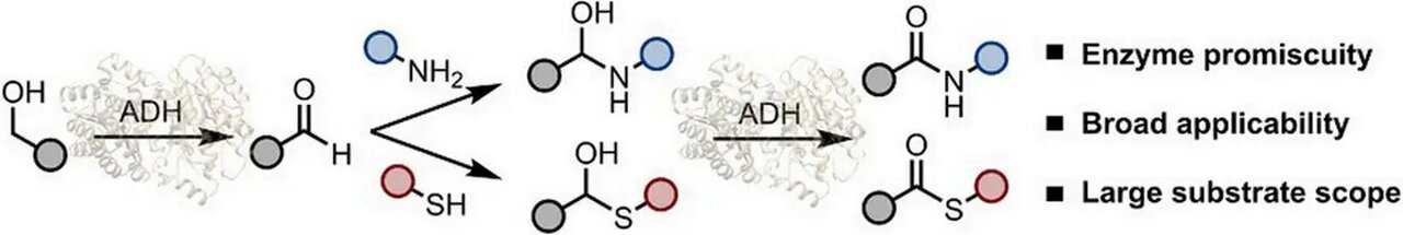 Enhancing the industrial relevance of alcohol dehydrogenase enzymes by ...