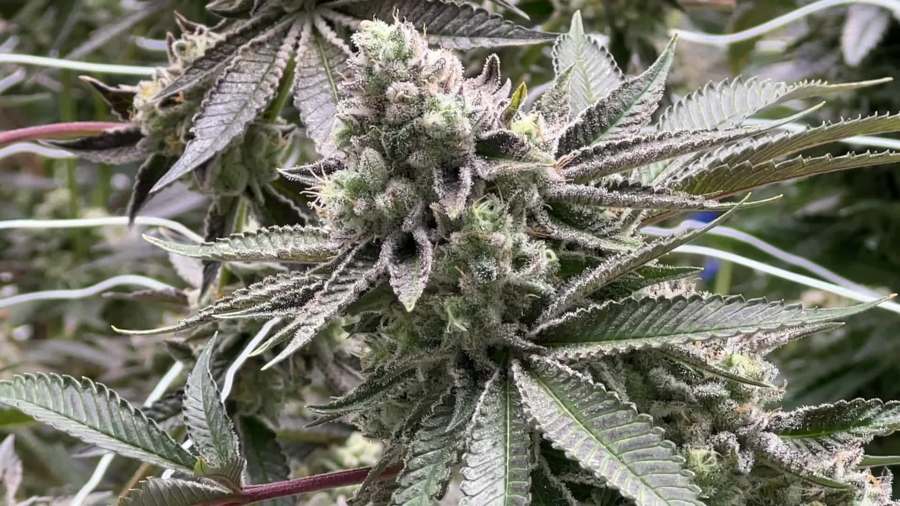 Marijuana trade group sues to prevent 24% tax from going into effect