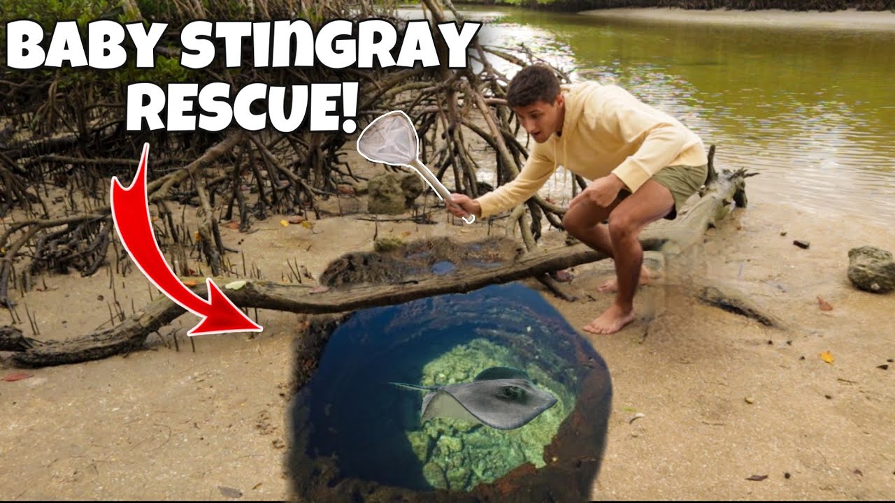 RESCUING Trapped BABY STINGRAY In A TIDE POOL!!