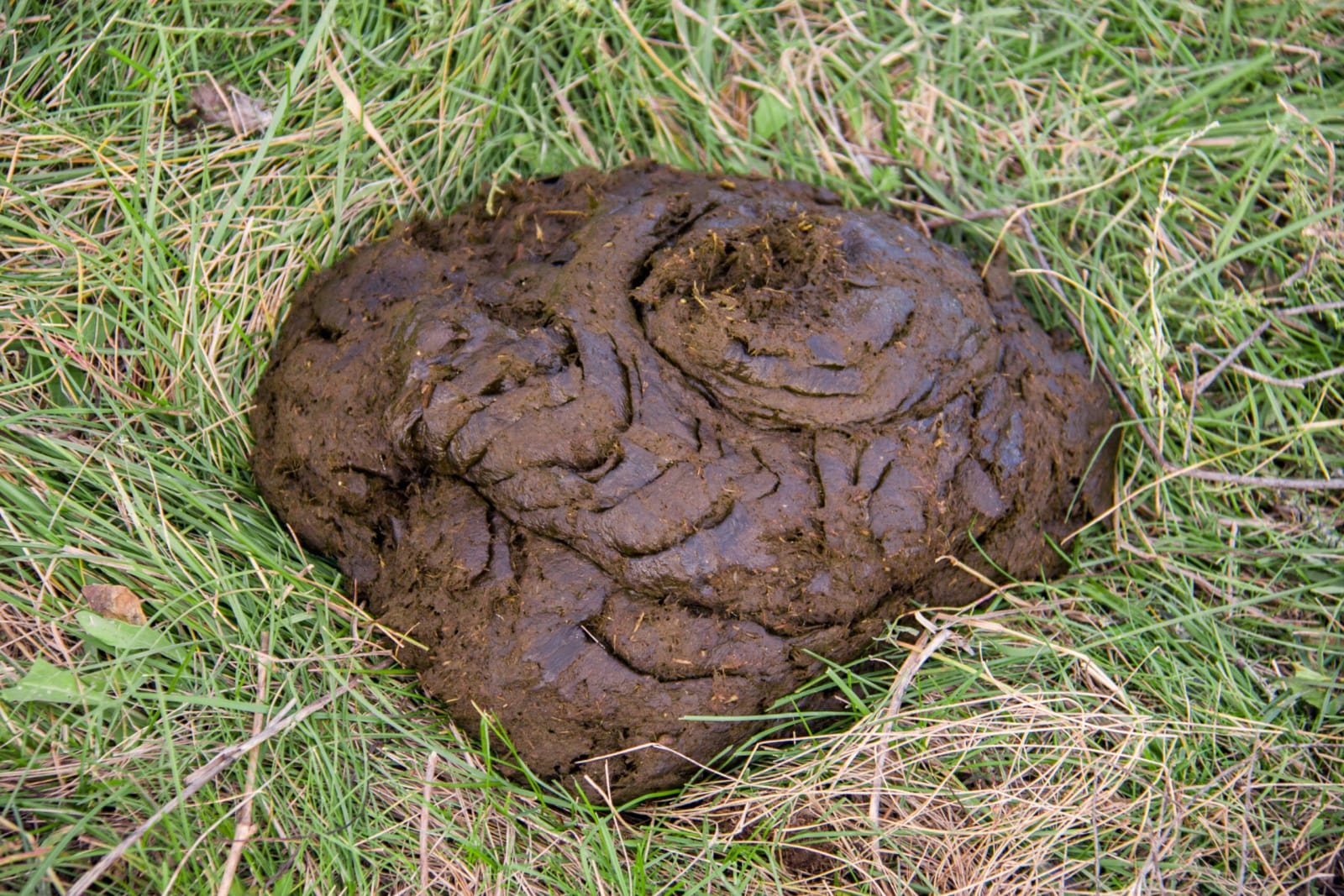Scientists use AI to sustainably transform livestock waste into fertilizer