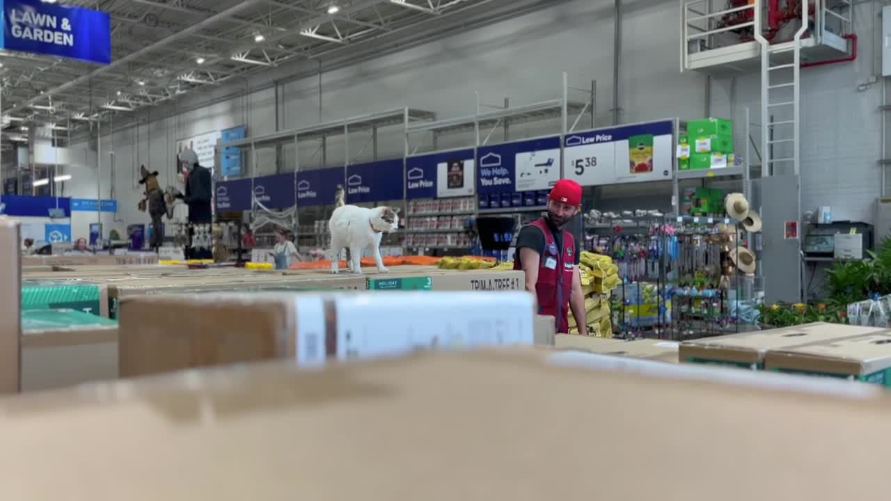 Richmond's famous Lowe's cat Francine found safe after NC adventure