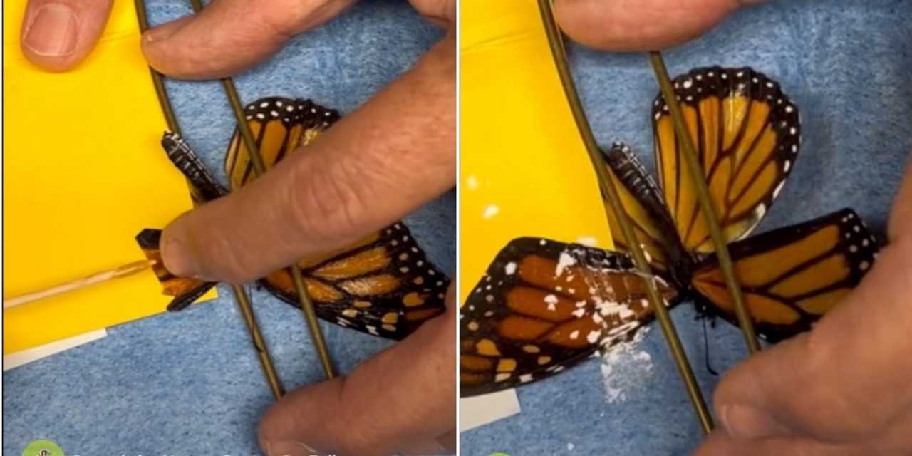 Butterfly Wing Transplant At Smithtown Preserve Goes Viral